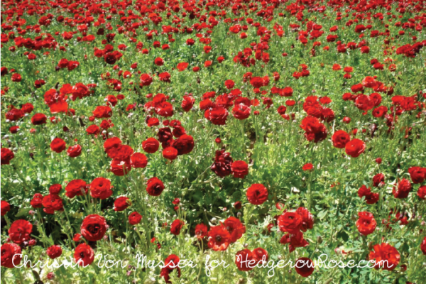 Giant Tecolote Ranunculus – Hedgerow Rose®
