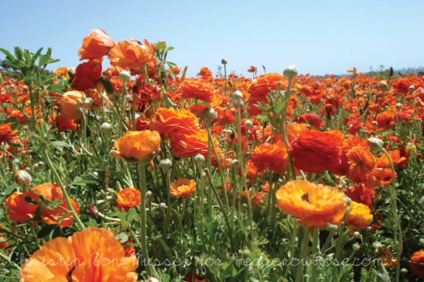 Giant Tecolote Ranunculus – Hedgerow Rose®