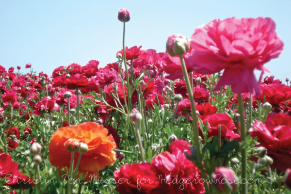 Giant Tecolote Ranunculus – Hedgerow Rose®