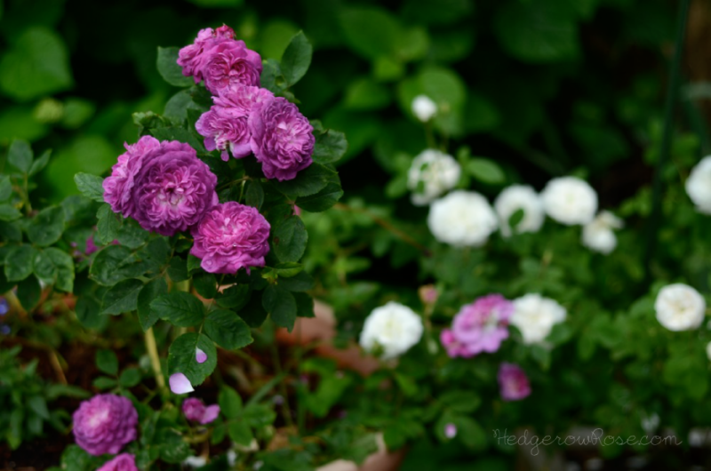 Growing ‘Rose de Rescht’ Portland Damask Rose – Hedgerow Rose®