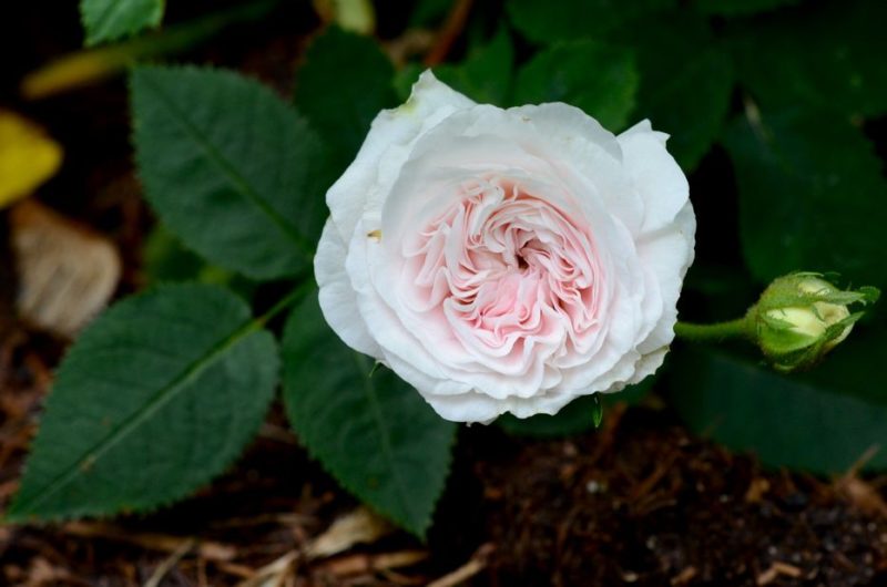 Introducing ‘Félicité Parmentier’ Alba Rose – Hedgerow Rose®