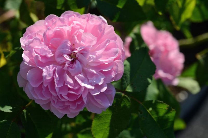 The Prettiest Pink – Hedgerow Rose®