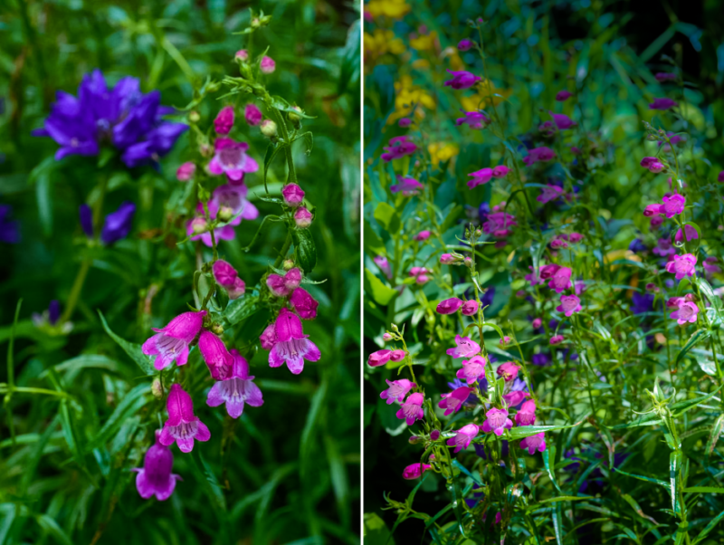 Cottage Garden Flowers ~ Penstemon – Hedgerow Rose®