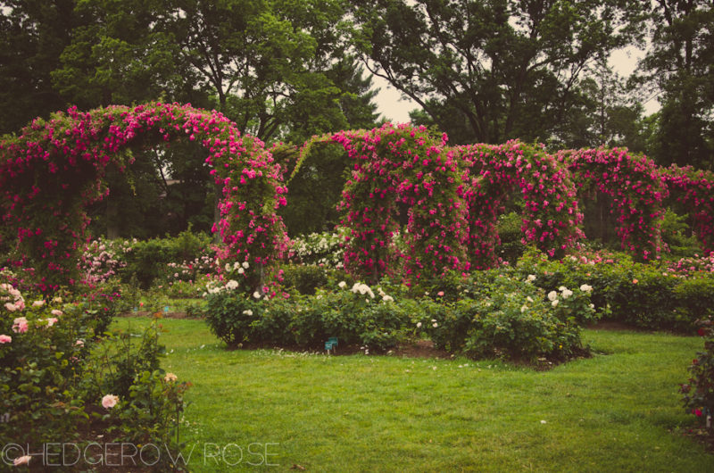 Elizabeth Park Rose Garden in Hartford, Connecticut – Hedgerow Rose®