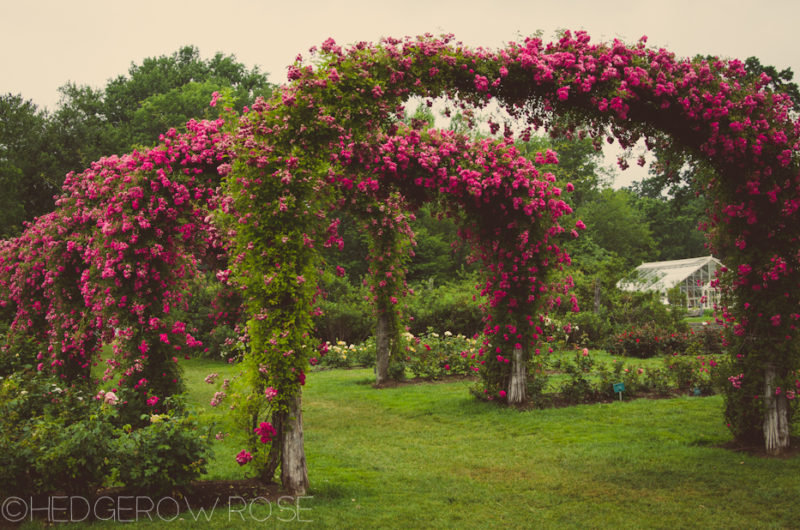 Elizabeth Park Rose Garden in Hartford, Connecticut – Hedgerow Rose®
