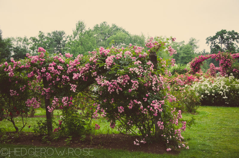 Elizabeth Park Rose Garden in Hartford, Connecticut – Hedgerow Rose®