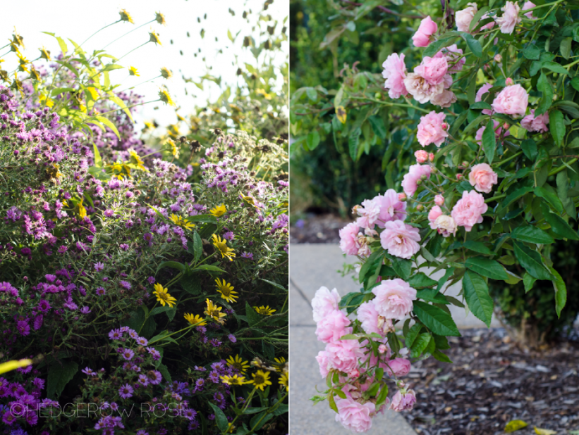 September, you beauty – Hedgerow Rose®