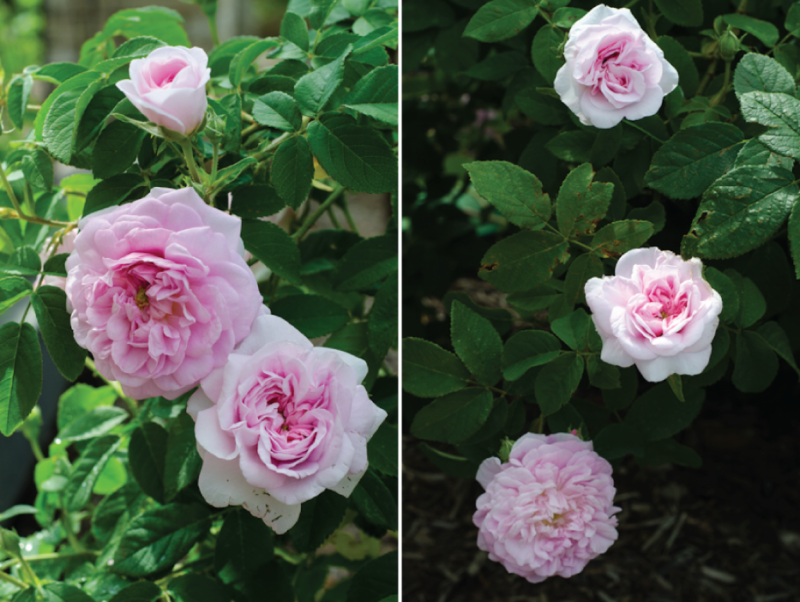 ‘Ispahan’ Damask Rose – Hedgerow Rose®