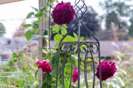 Examples of Bloom Form and Petal Count in Roses – Hedgerow Rose®