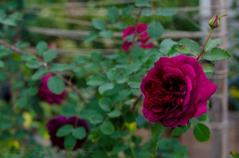 ‘Munstead Wood’ (one of the prettiest David Austin roses) – Hedgerow Rose®
