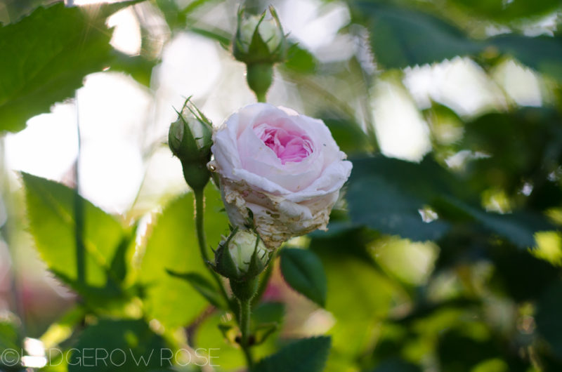 ‘Félicité Parmentier’ – Hedgerow Rose® ‘Félicité Parmentier’ – Hedgerow Rose®