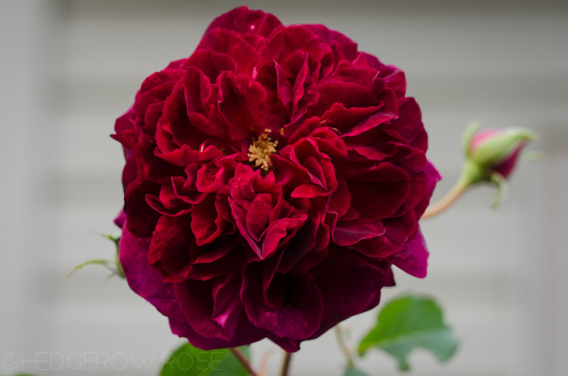 ‘Munstead Wood’ (one of the prettiest David Austin roses) – Hedgerow Rose®