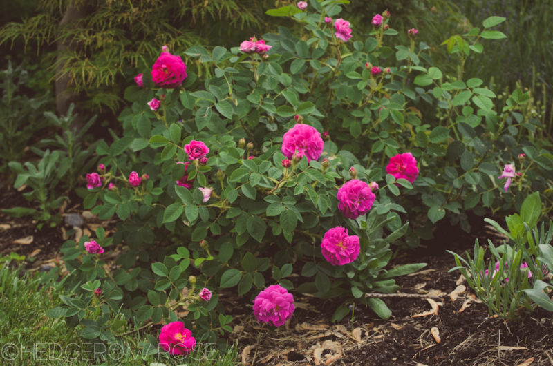 ‘Red Moss’ and ‘Old Red Moss’ are two different roses… – Hedgerow Rose®