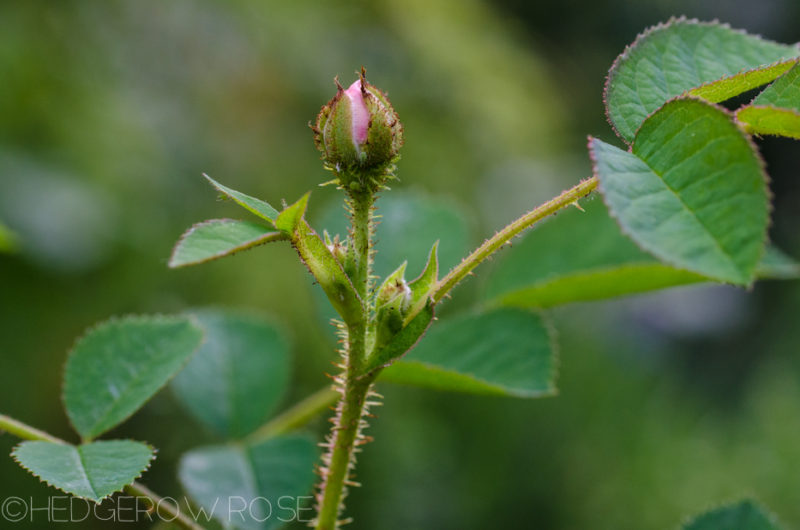 ‘Red Moss’ and ‘Old Red Moss’ are two different roses… – Hedgerow Rose®