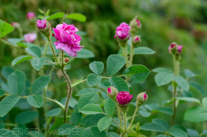 ‘Red Moss’ and ‘Old Red Moss’ are two different roses… – Hedgerow Rose®