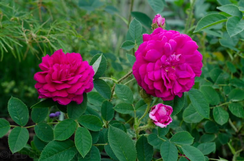 ‘Red Moss’ and ‘Old Red Moss’ are two different roses… – Hedgerow Rose®