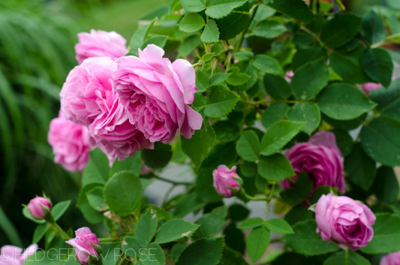 Growing ‘Reine Victoria’ Bourbon Rose – Hedgerow Rose®