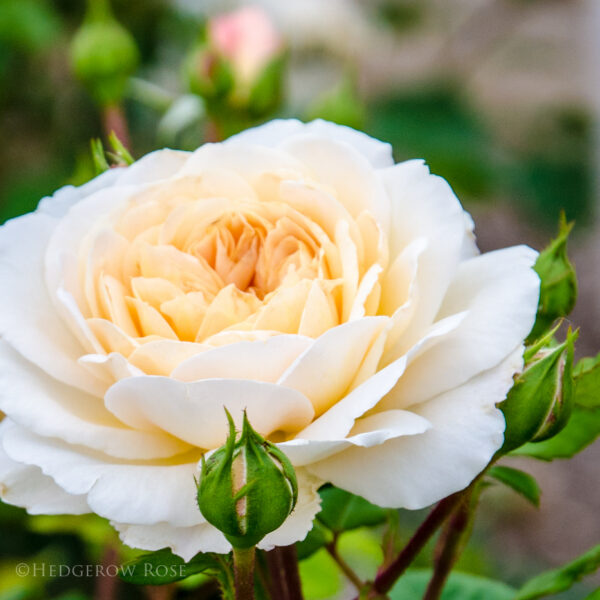 Growing Piñata Climbing Rose – Hedgerow Rose®