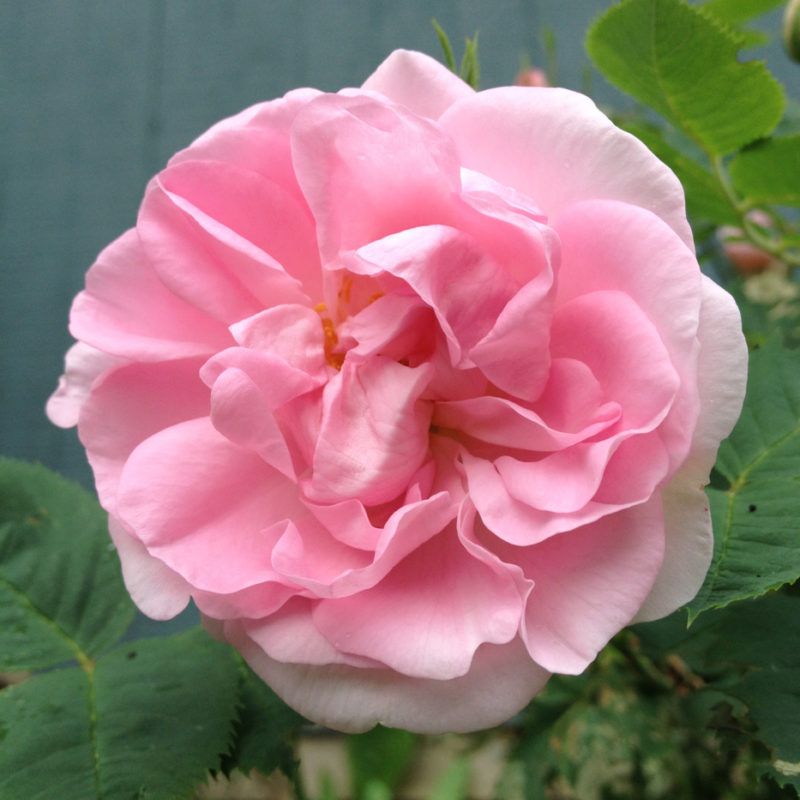 A Collection of Alba Roses – Hedgerow Rose®