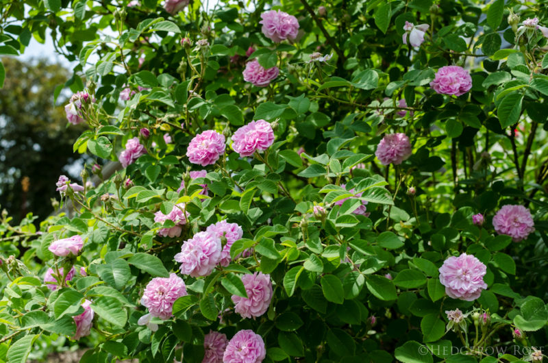 A Collection of Alba Roses – Hedgerow Rose®