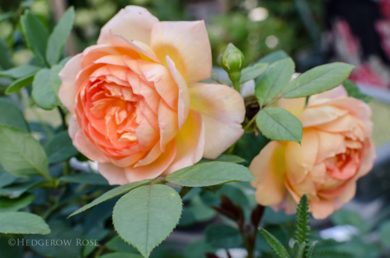 Growing ‘Lady of Shalott’ David Austin Rose – Hedgerow Rose®