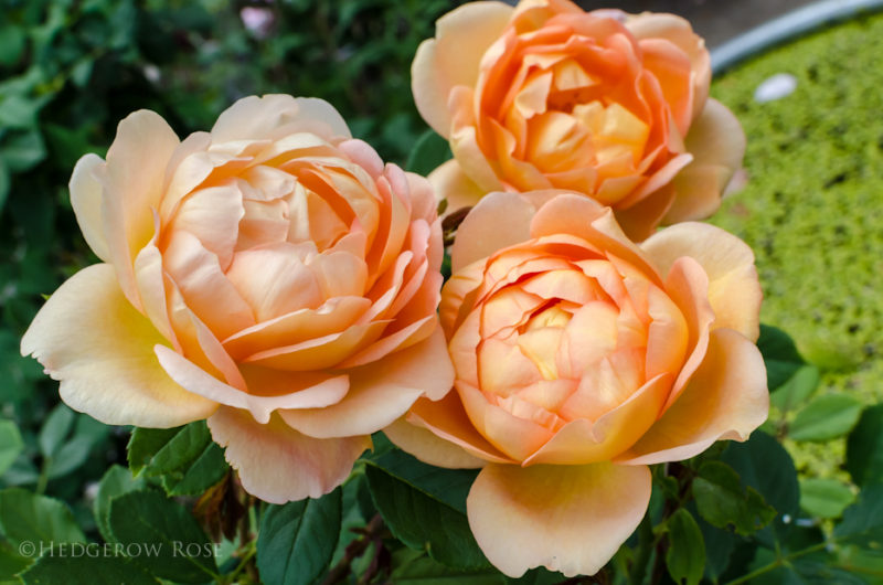 Growing ‘Lady of Shalott’ David Austin Rose – Hedgerow Rose®