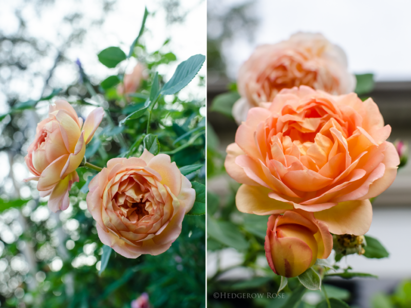 Growing ‘Lady of Shalott’ David Austin Rose – Hedgerow Rose®
