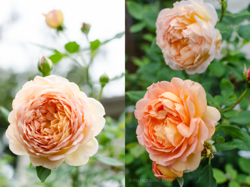 Growing ‘Lady of Shalott’ David Austin Rose – Hedgerow Rose®