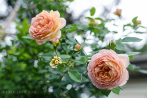 Growing ‘Lady of Shalott’ David Austin Rose – Hedgerow Rose®