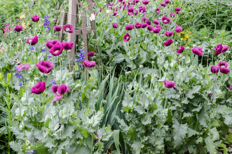 Lauren’s Grape Poppy Seeds (Papaver somniferum) – Hedgerow Rose®