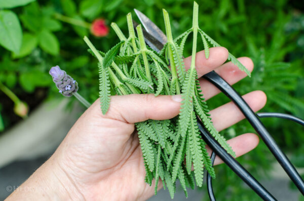 Some Tips for Propagating Lavender with Cuttings – Hedgerow Rose®