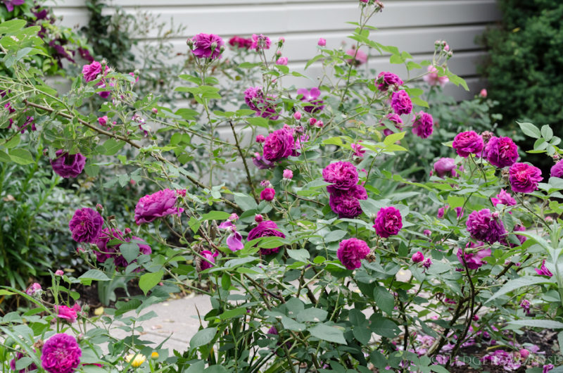 Examples of Bloom Form and Petal Count in Roses – Hedgerow Rose®