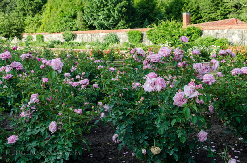 Biltmore Rose Gardens! – Hedgerow Rose®