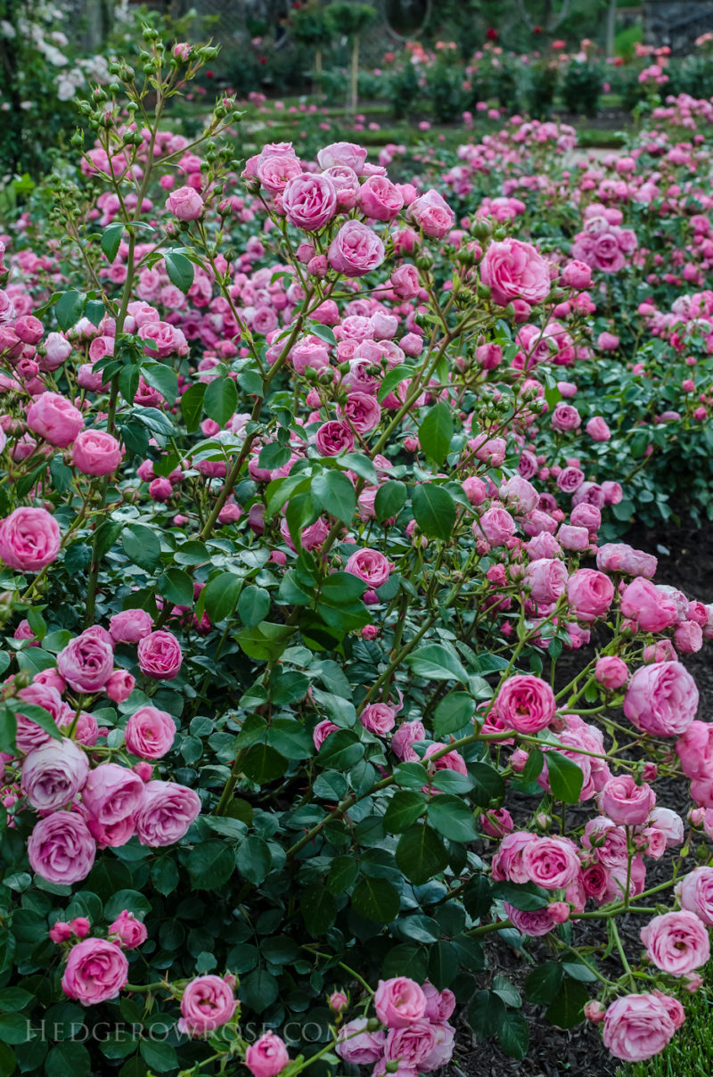 Biltmore Rose Gardens! – Hedgerow Rose®