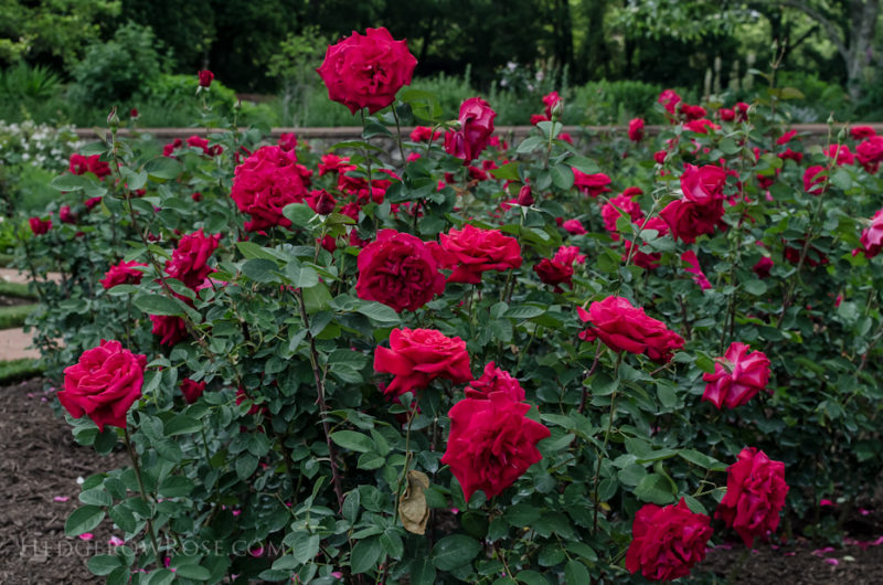 Biltmore Rose Gardens! – Hedgerow Rose®