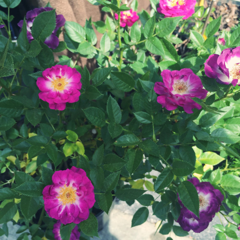 The Hendersonville, NC Garden Jubilee – Hedgerow Rose®