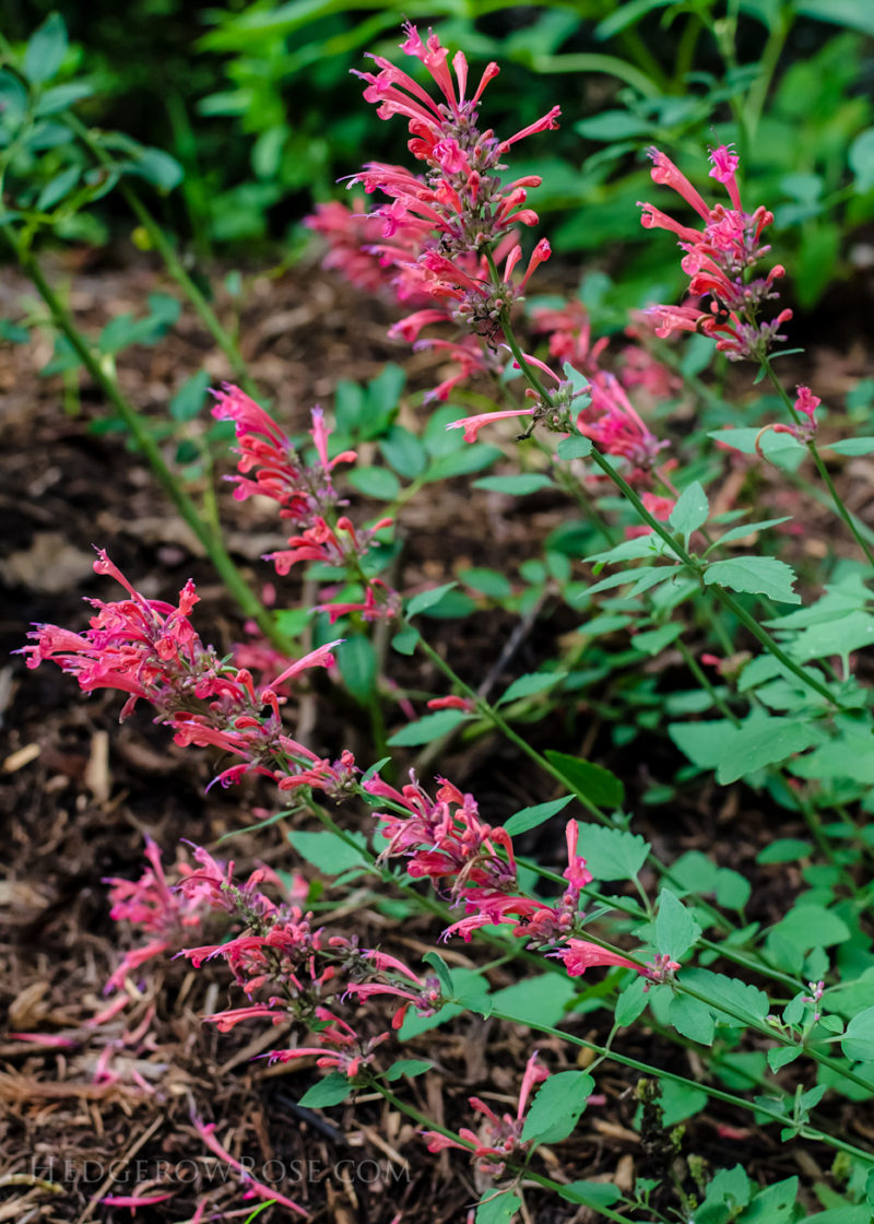 A smattering of hummingbird-friendly perennials – Hedgerow Rose®