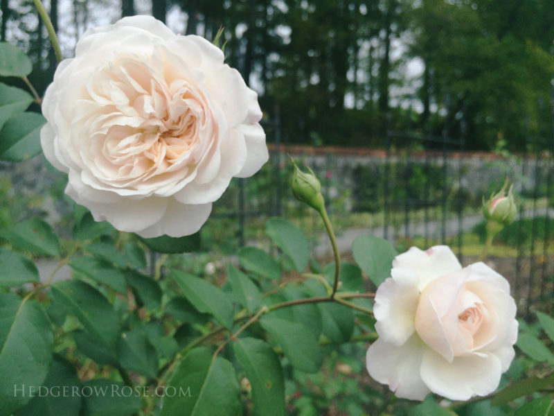 Biltmore Rose Trials – 2nd visit – Hedgerow Rose®