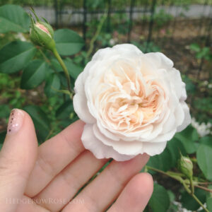 Biltmore Rose Trials – 2nd visit – Hedgerow Rose®