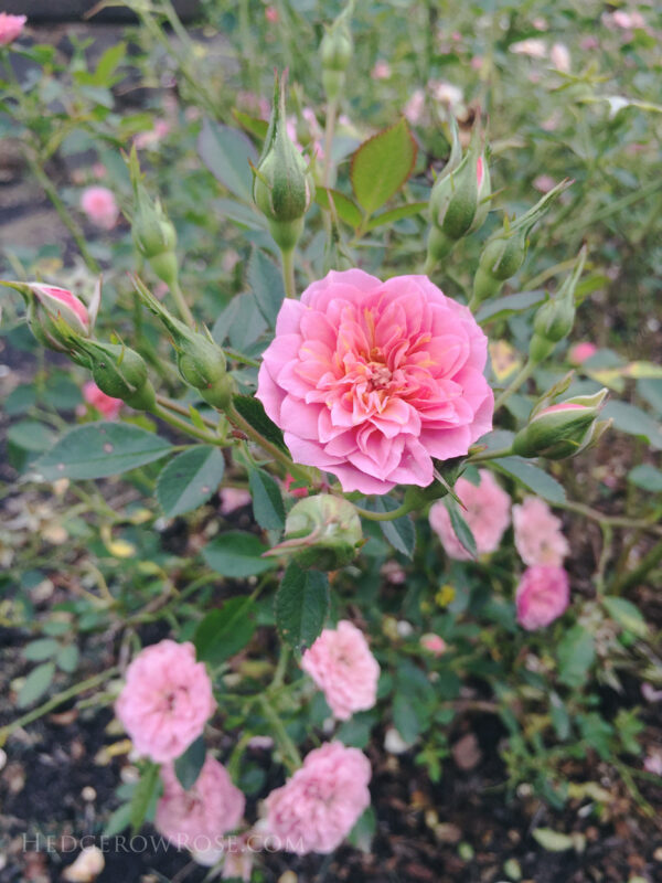 Biltmore Rose Trials – 2nd visit – Hedgerow Rose®