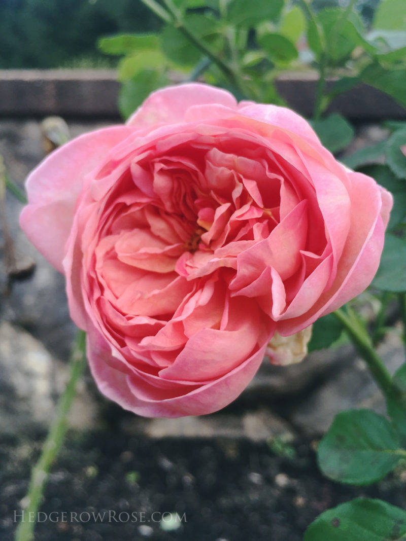 Biltmore Rose Trials – 2nd visit – Hedgerow Rose®