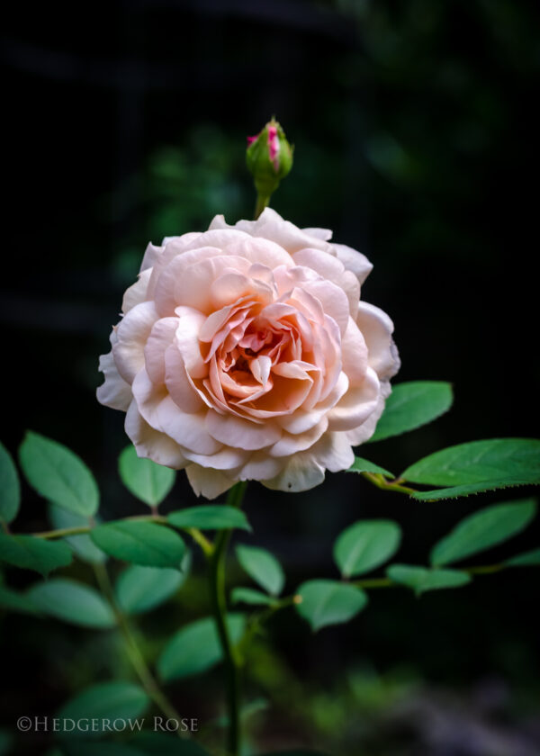 Growing Rosa ‘Princesse Charlène de Monaco ®’ – Hedgerow Rose®