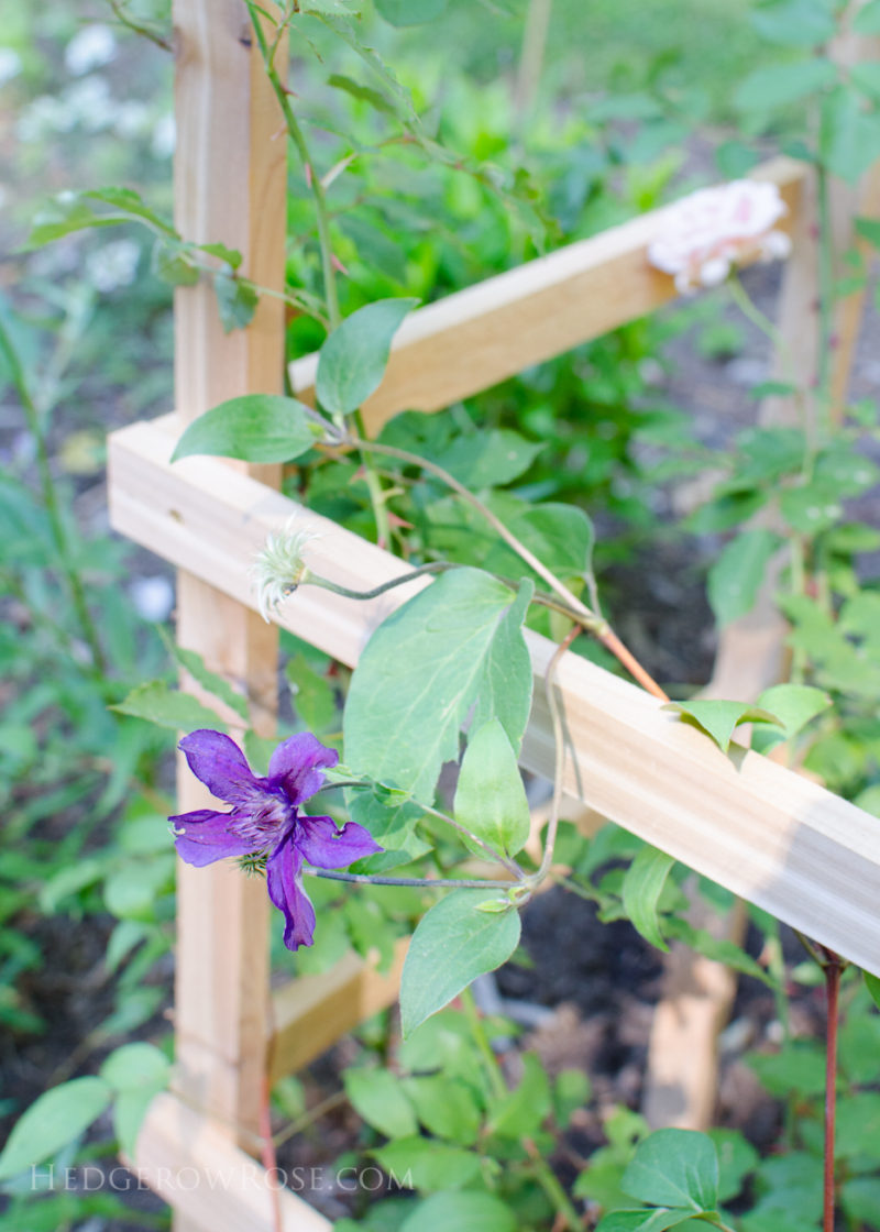 Installing a Trellis for Climbing Roses Onto Your House – Hedgerow Rose®