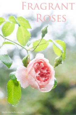 Growing ‘Rose de Rescht’ Portland Damask Rose – Hedgerow Rose®