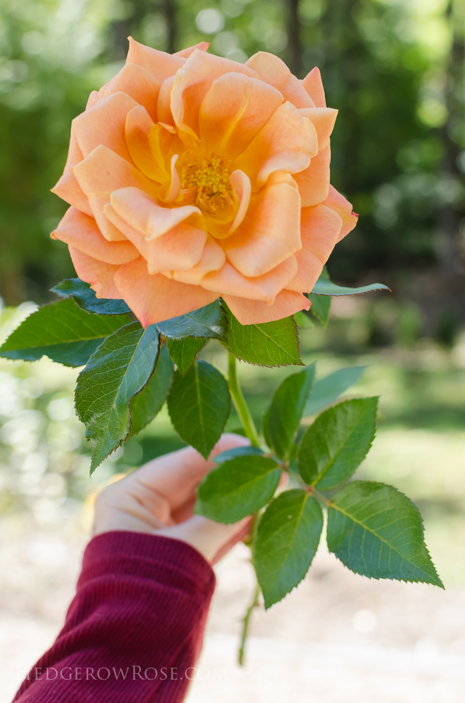 Fragrant Roses – Hedgerow Rose®