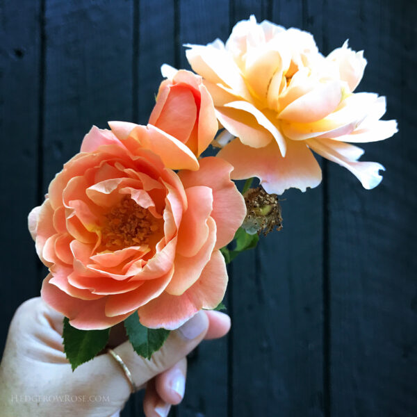 Growing ‘Rose de Rescht’ Portland Damask Rose – Hedgerow Rose®