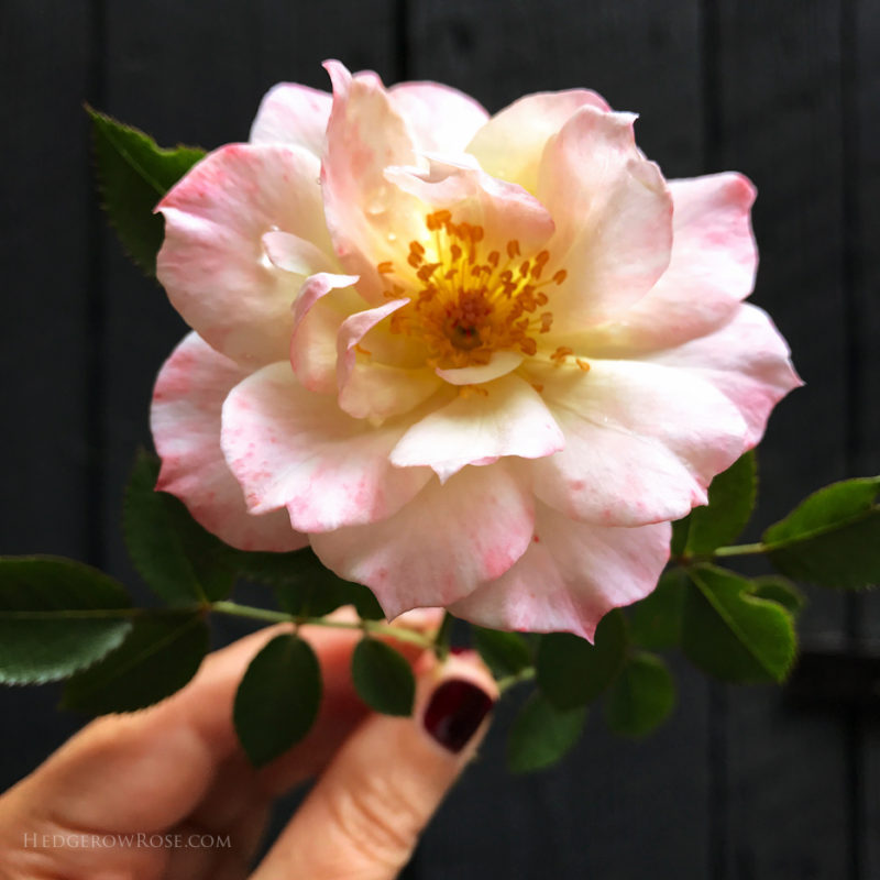 Oso Easy Italian Ice ® – Hedgerow Rose®