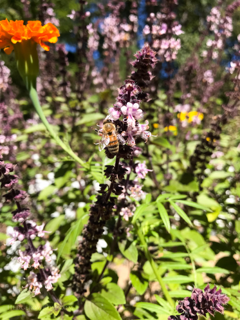 Honey Bees and Other Pollinators Delight in African Blue Basil ...