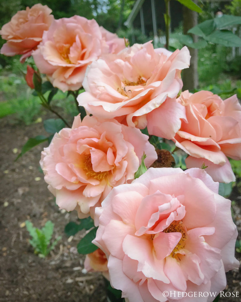 Handy-Dandy List of Roses that the American Rose Society has rated 8.6 ...