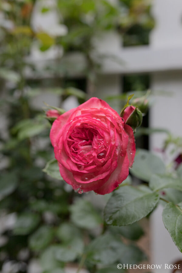 Handy-Dandy List of Roses that the American Rose Society has rated 8.6 ...